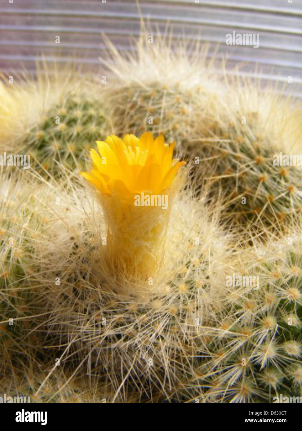 Cacti with bright yellow flowers, showcasing the desert plant's ...