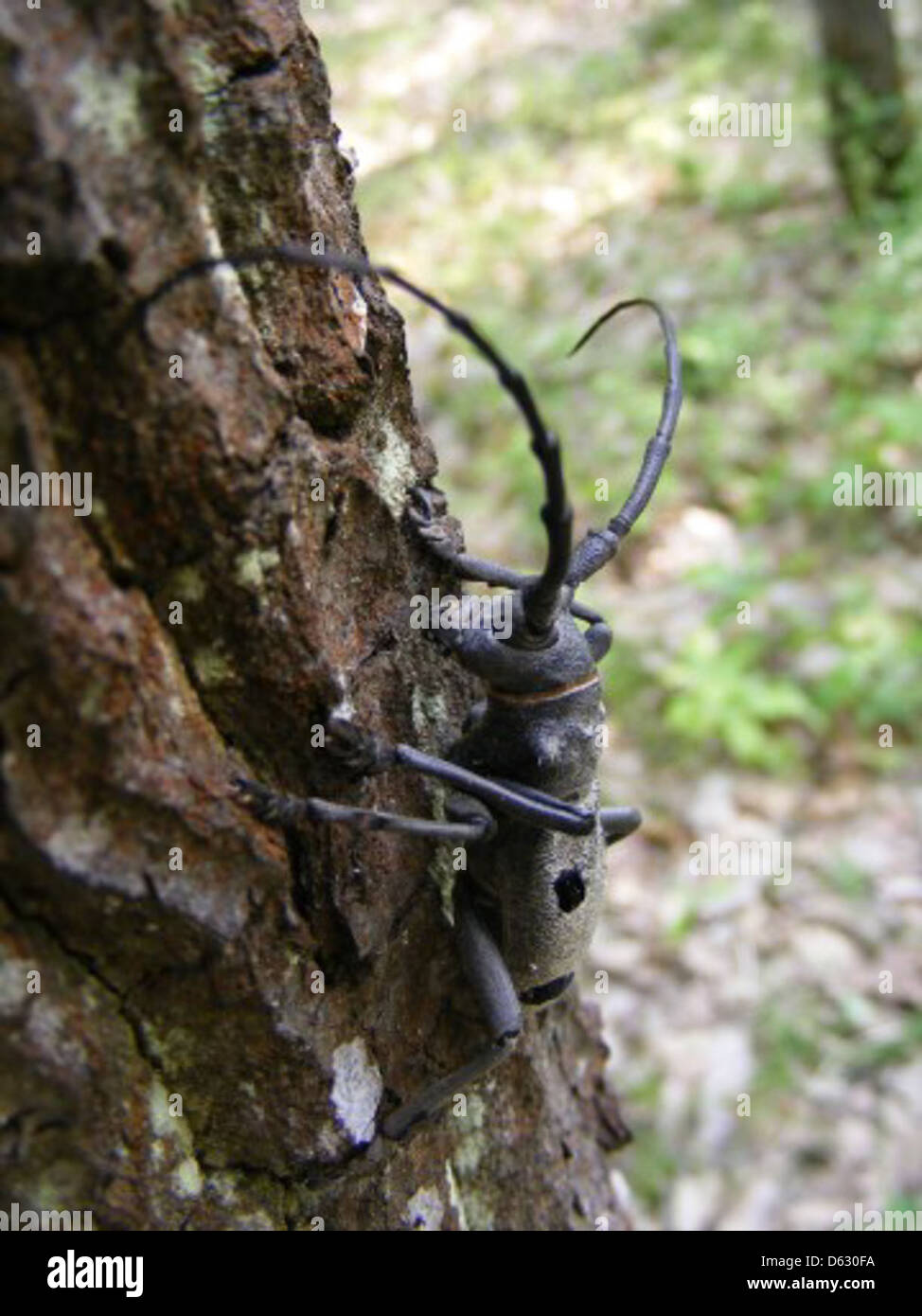 Longhorn beetle long antennae hi-res stock photography and images - Alamy