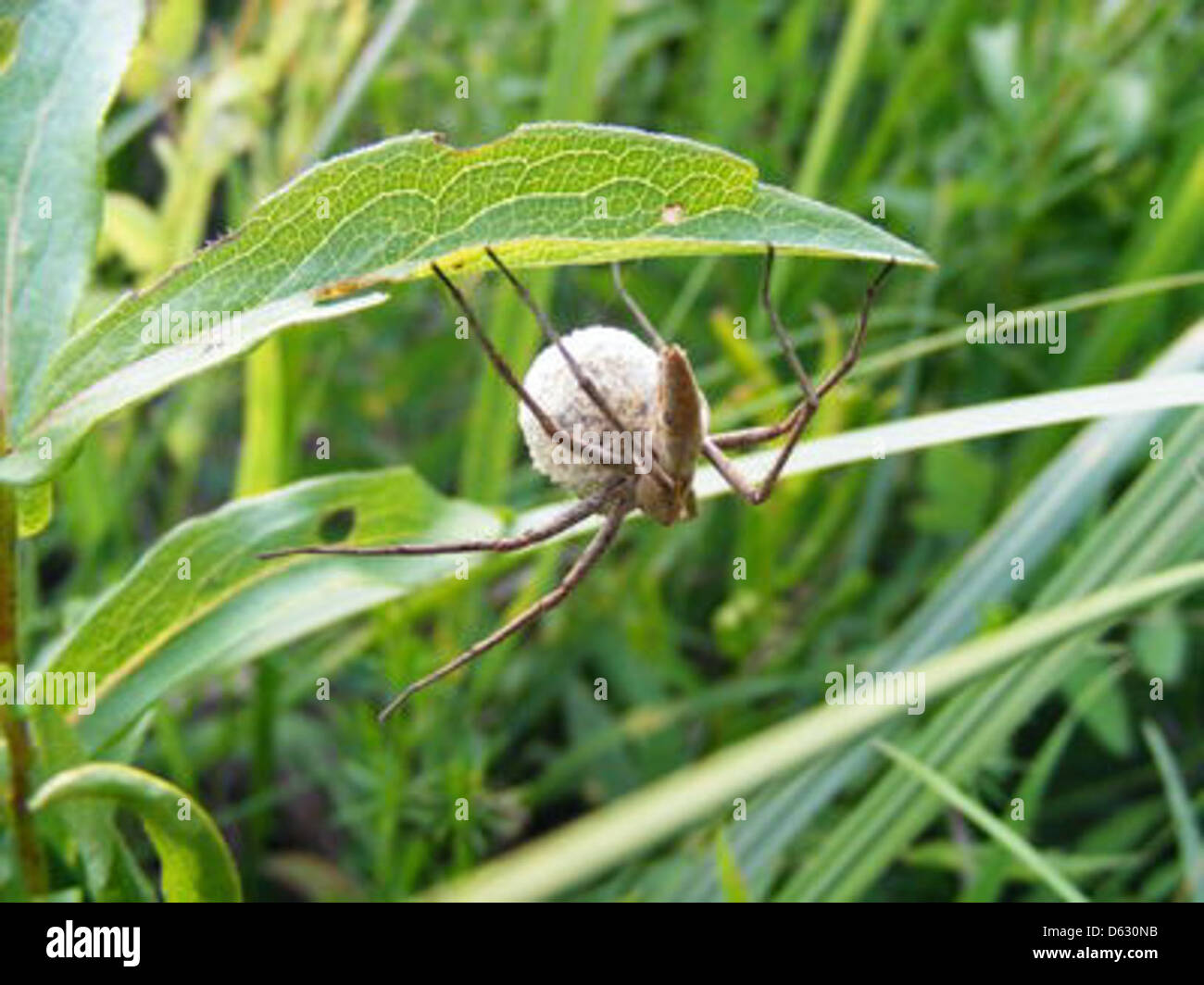 Diverse spider types hi-res stock photography and images - Alamy