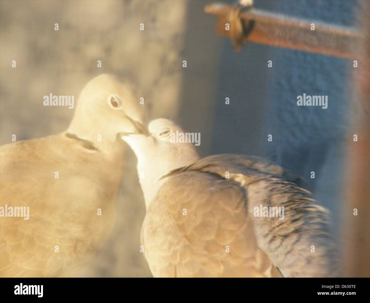 Scene showcases two bird species hi-res stock photography and images ...