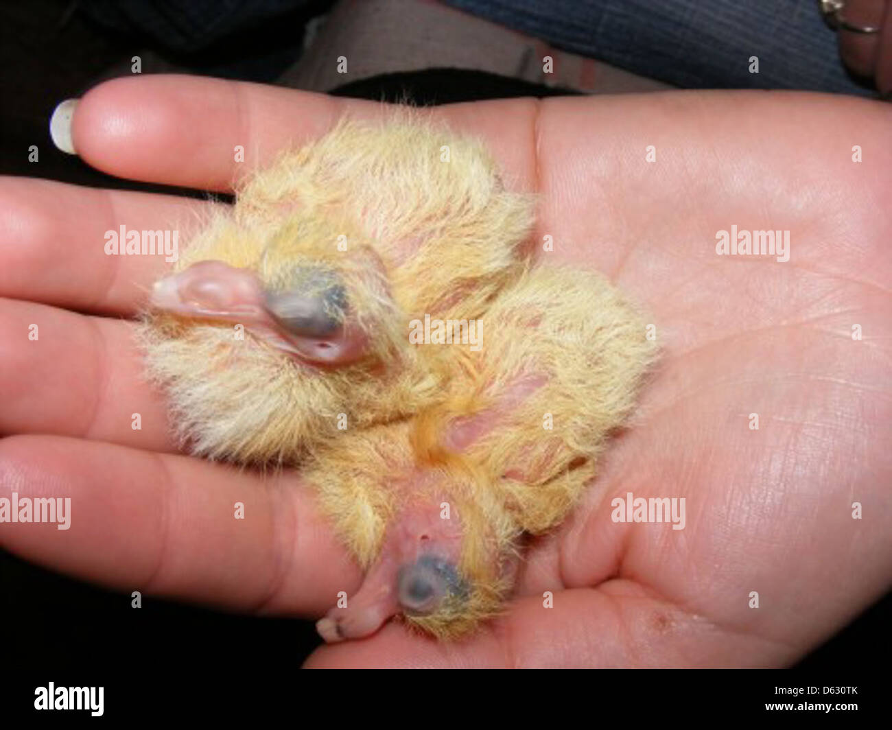 Bird the size of a pigeon hi-res stock photography and images - Alamy