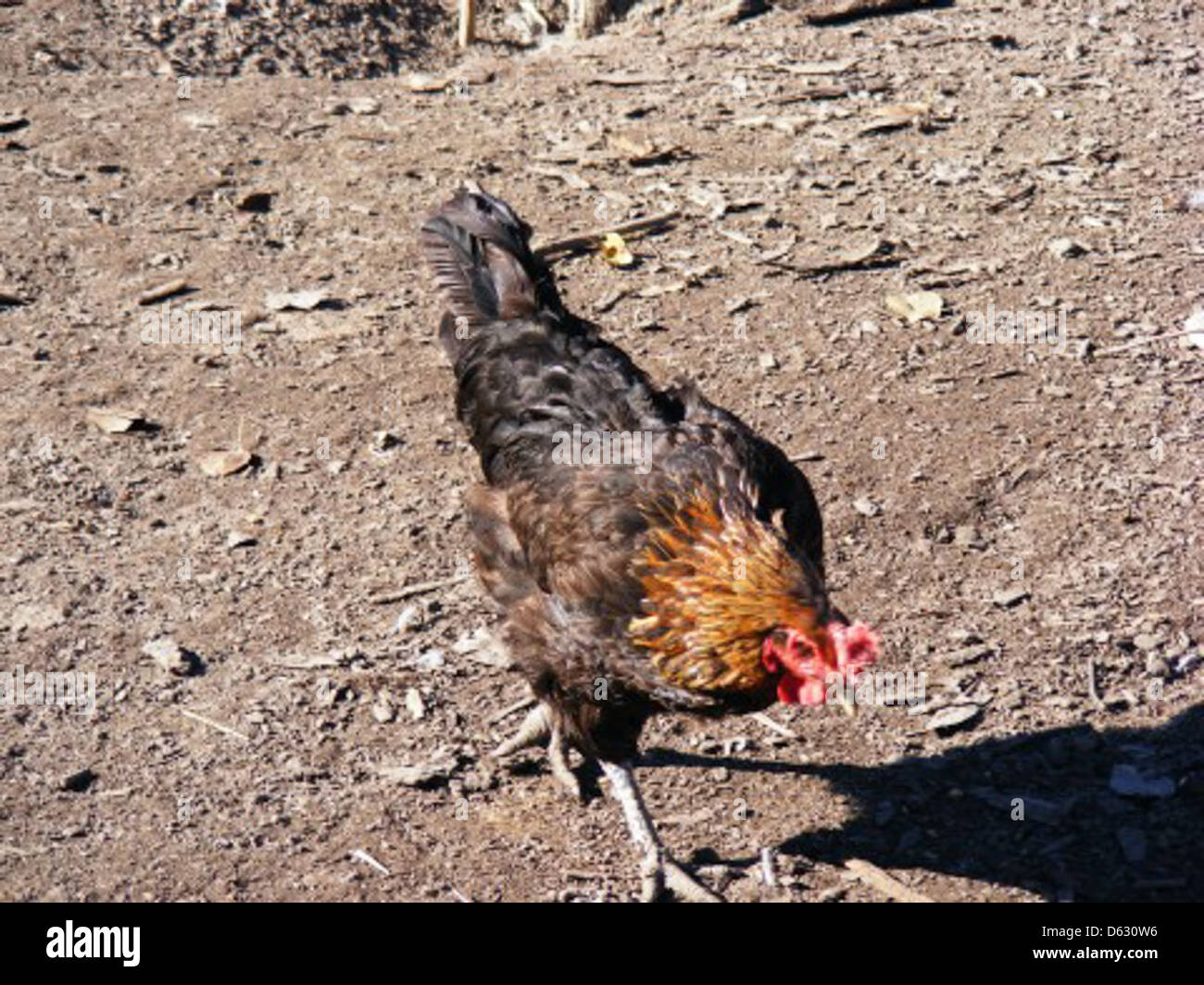 This image features baby birds from a backyard poultry setup, including ...