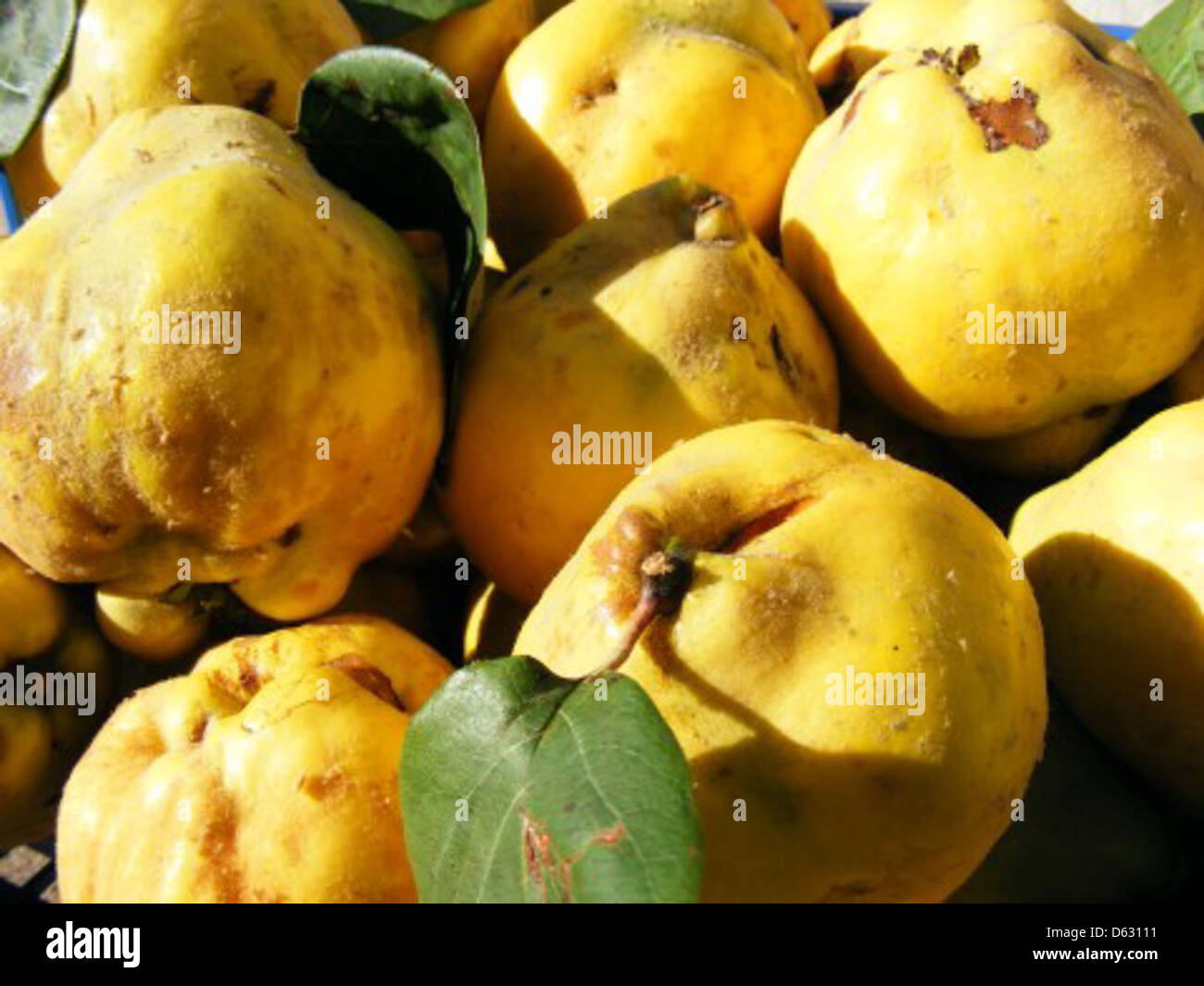 This image shows ripe quince fruits, yellow in color, ready for harvest ...