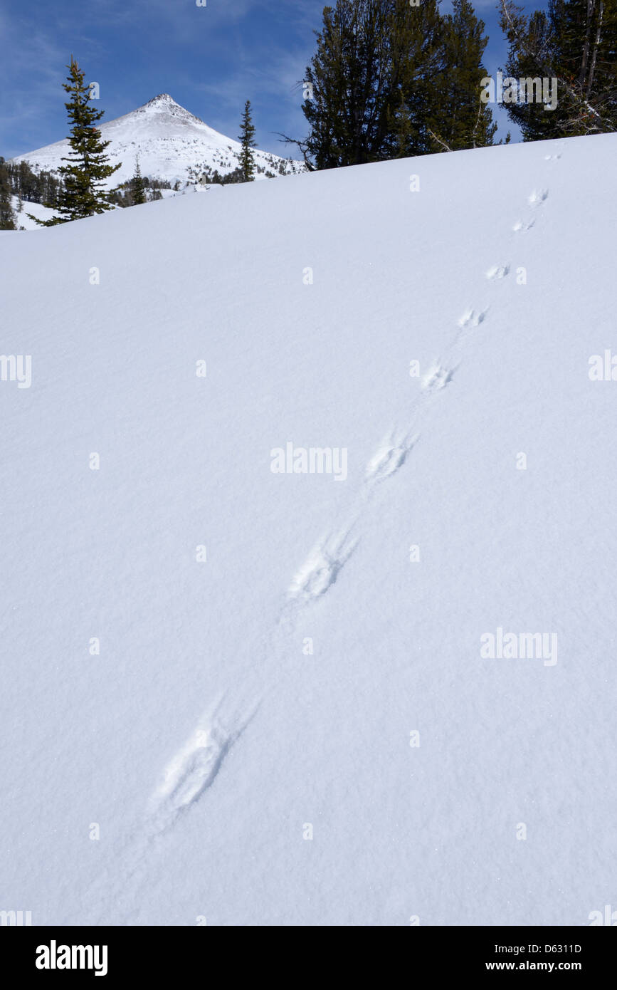 Animal tracks in the snow of Aneroid Basin, Wallowa Mountains, Oregon ...