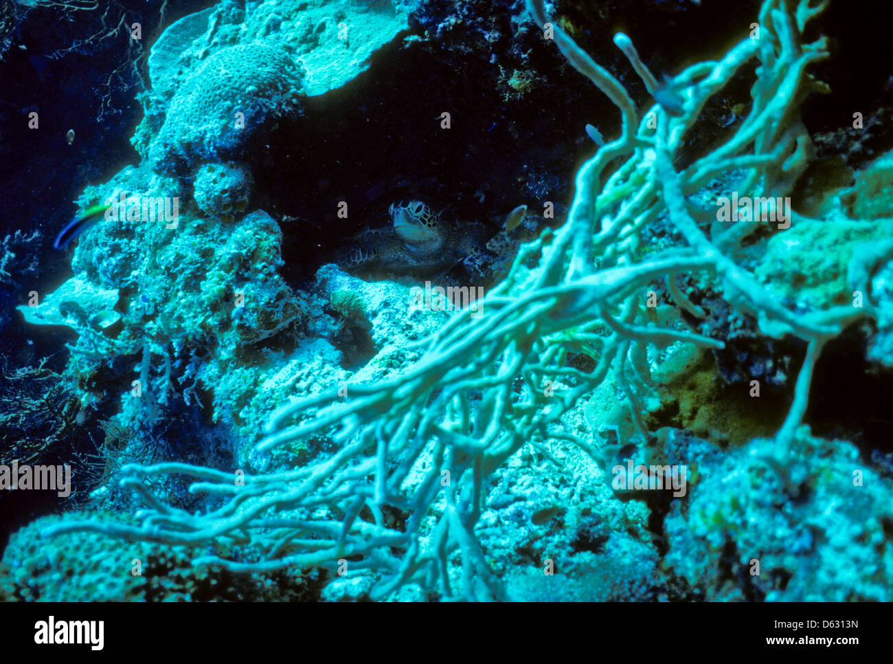 Hawksbill Turtle on a reef ledge,Sipadan May 1992 Underwater Slide ...