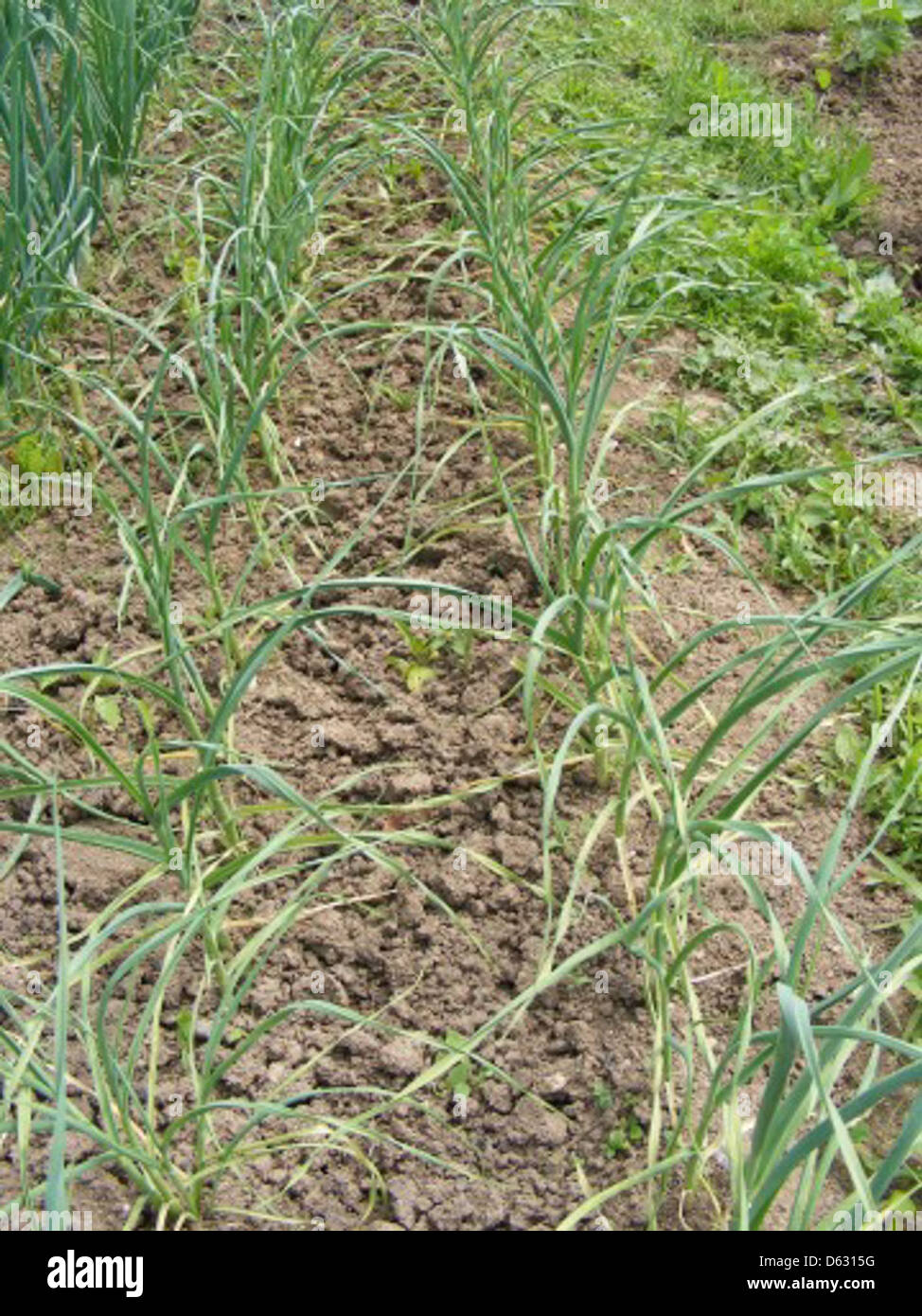 The image depicts a field of garlic plants growing in rows, showcasing ...