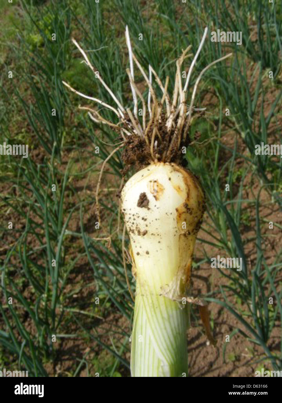 This image shows fresh green onions, commonly used in cooking. The ...