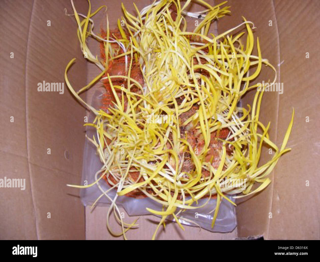 Germed onions are a natural vegetable known for their nutritional ...