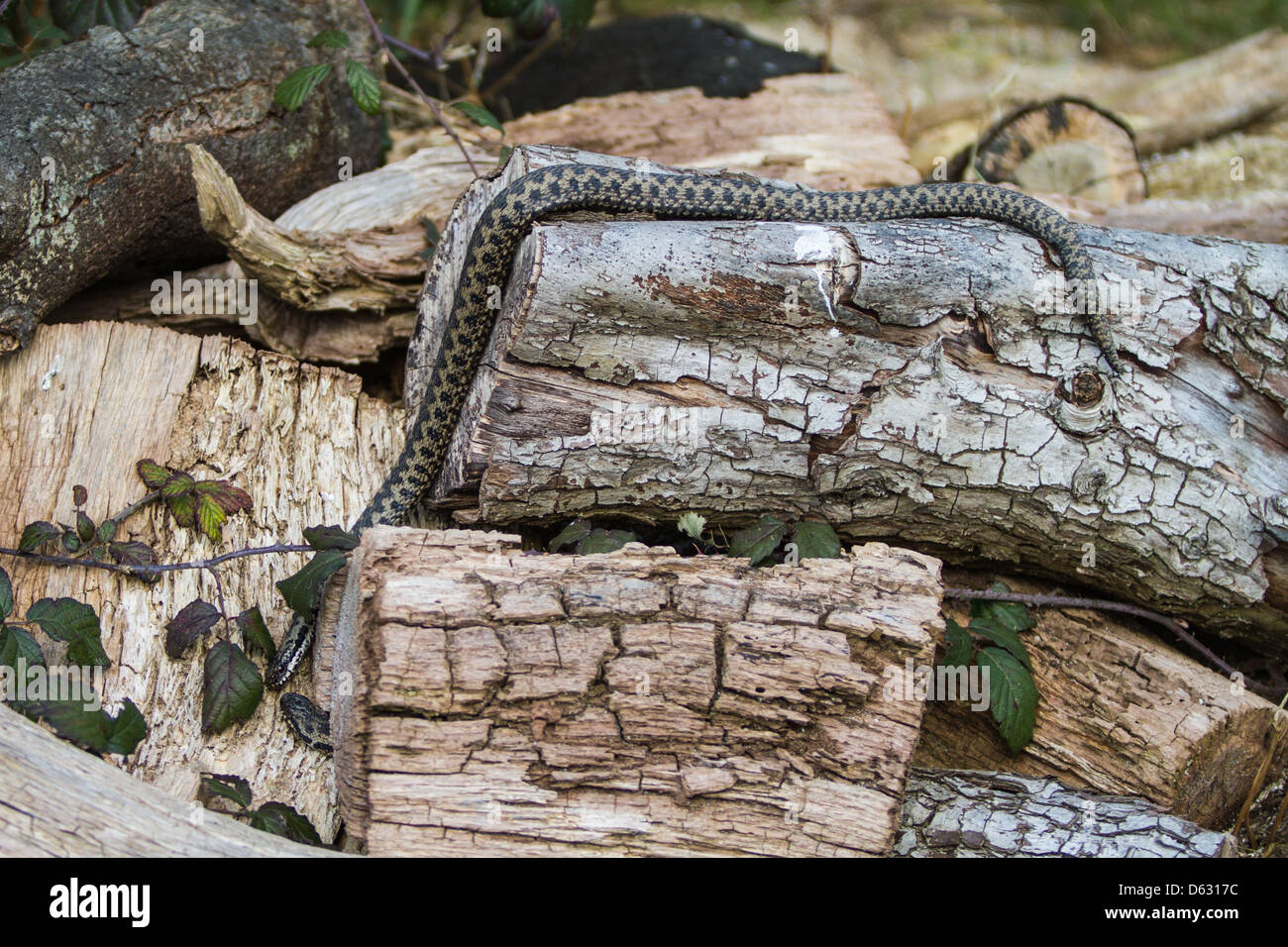 2 Adder snakes, UK, basking in the morning sun Stock Photo - Alamy
