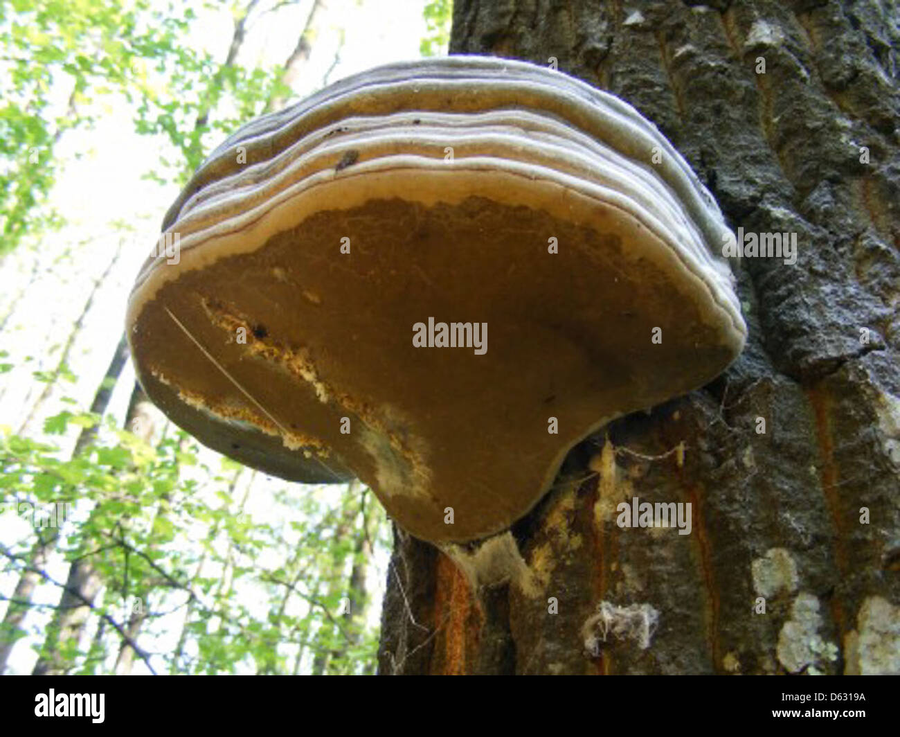 Common tree fungus species hi-res stock photography and images - Alamy