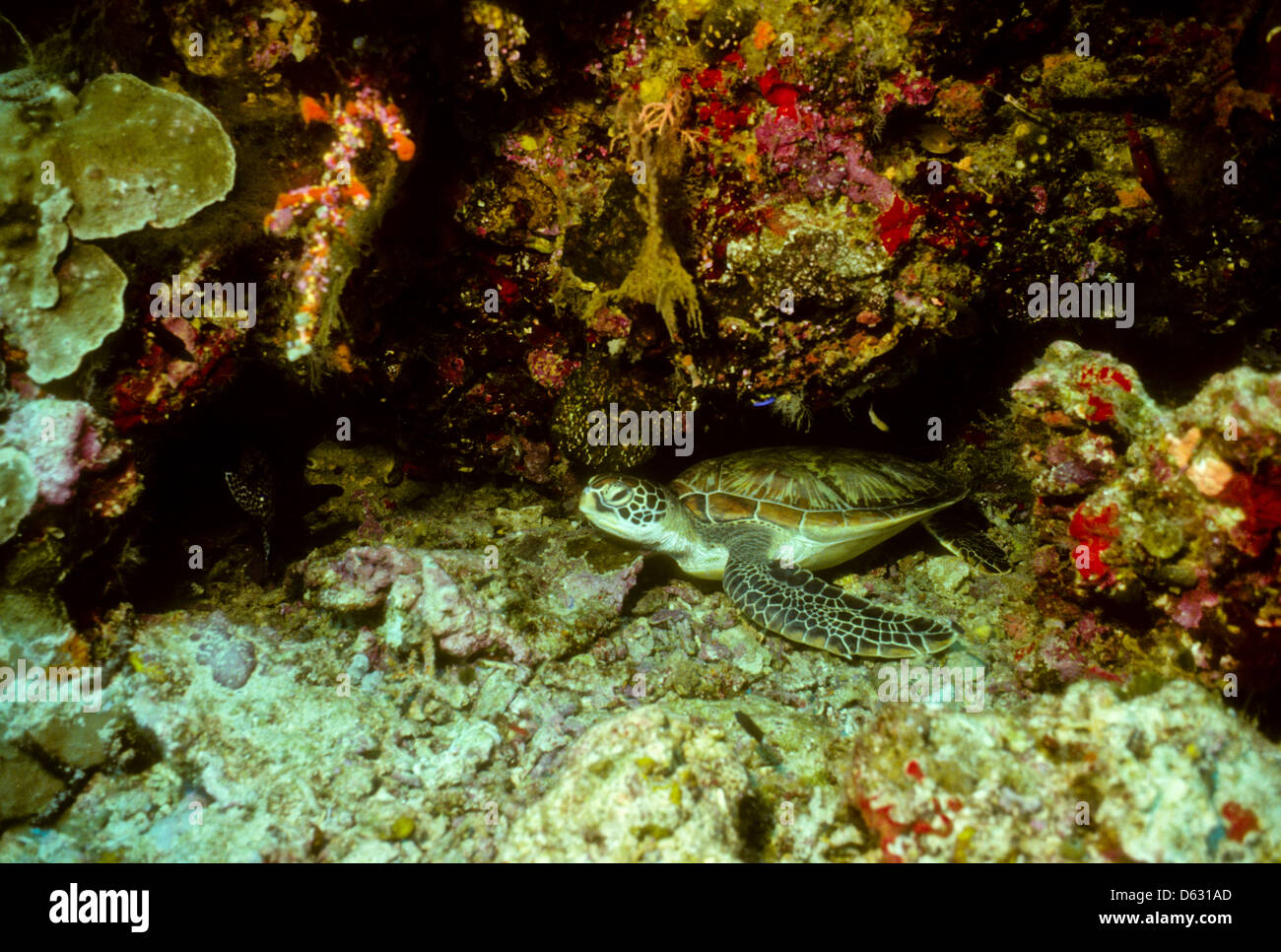 Hawksbill Turtle on the reef ledge,Sipadan May1992 Underwater Slide ...