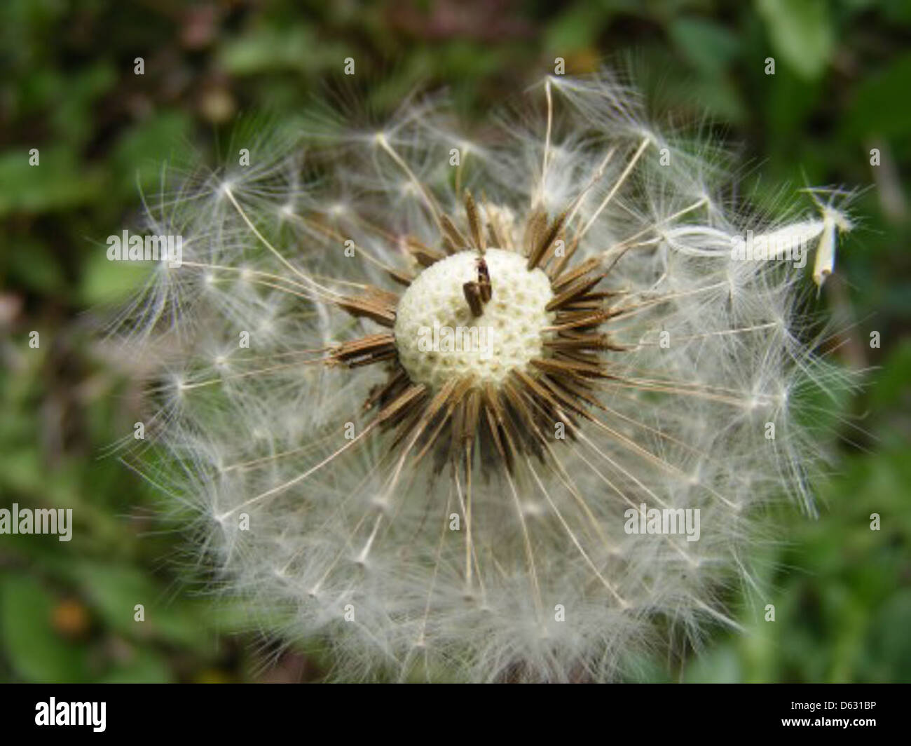The dandelion (Taraxacum) is a common flowering plant known for its ...