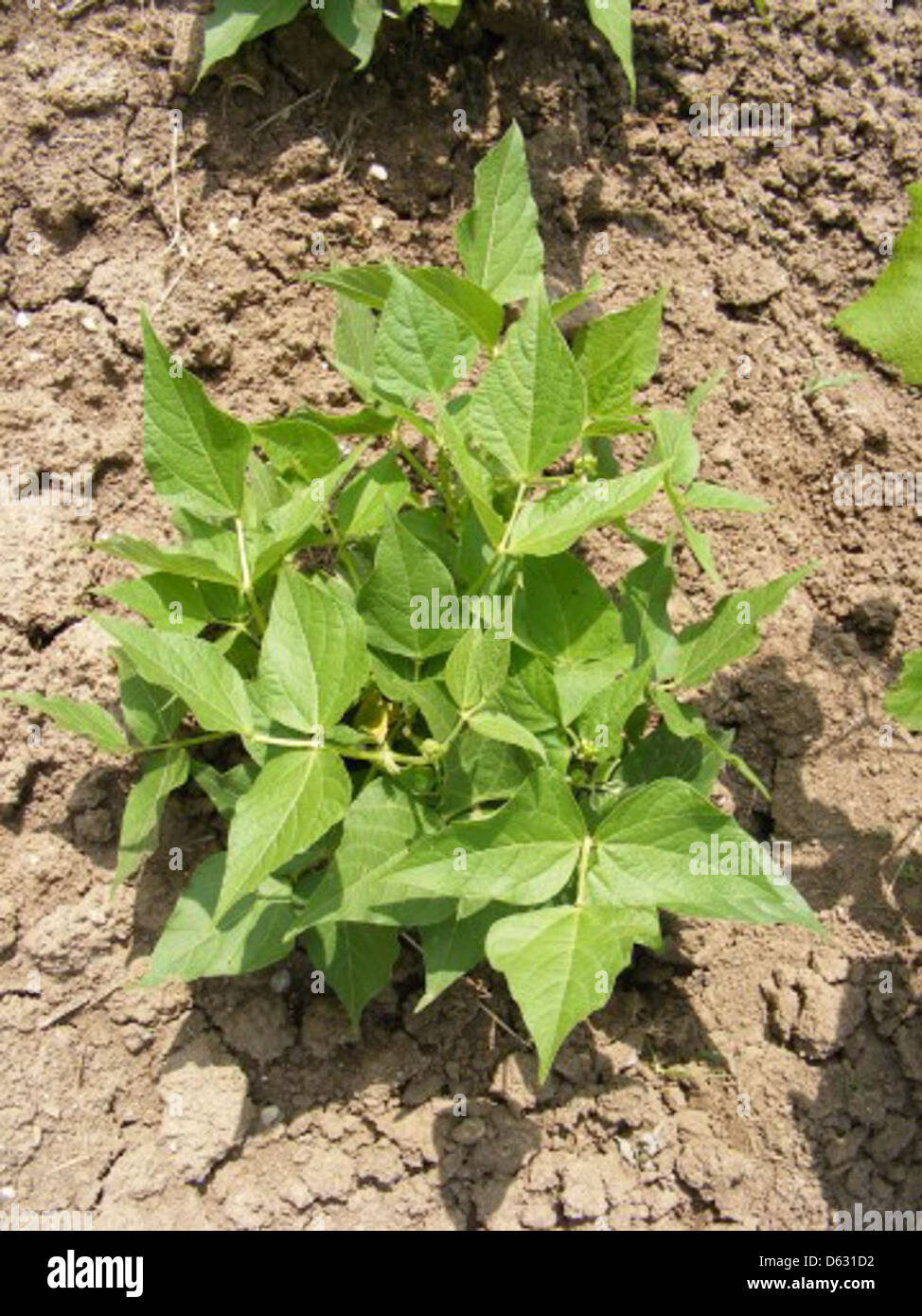 A healthy bean plant growing in a garden, showing lush green leaves and ...