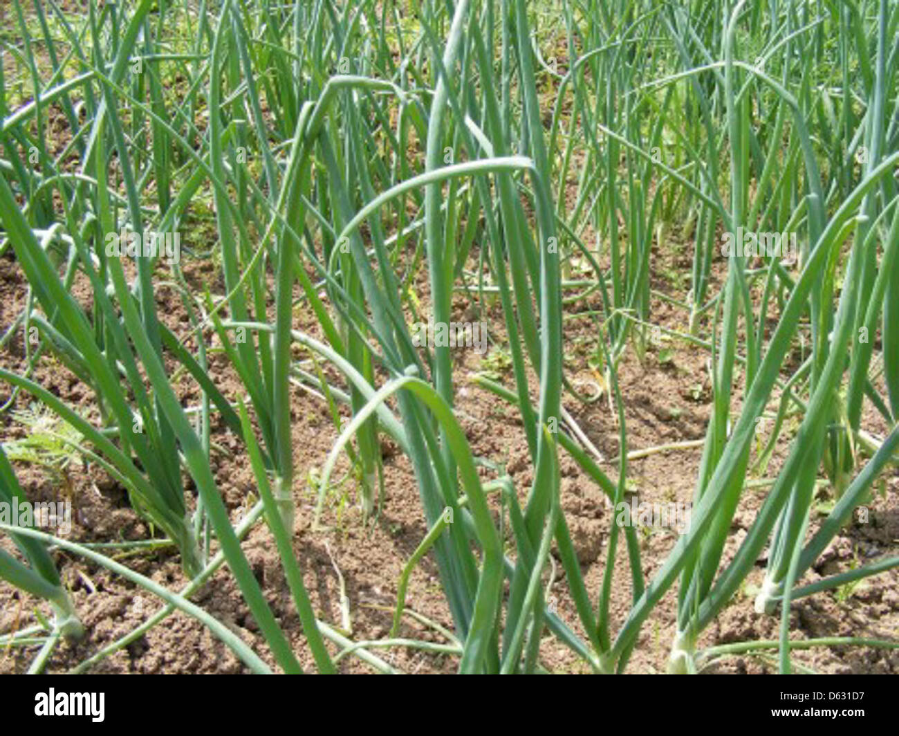 A field of growing onions, showcasing the natural process of vegetable ...