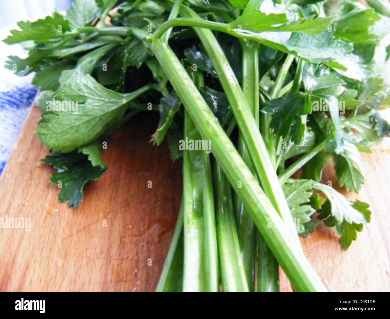 A close-up view of green celery leaves, showcasing their fresh, vibrant ...