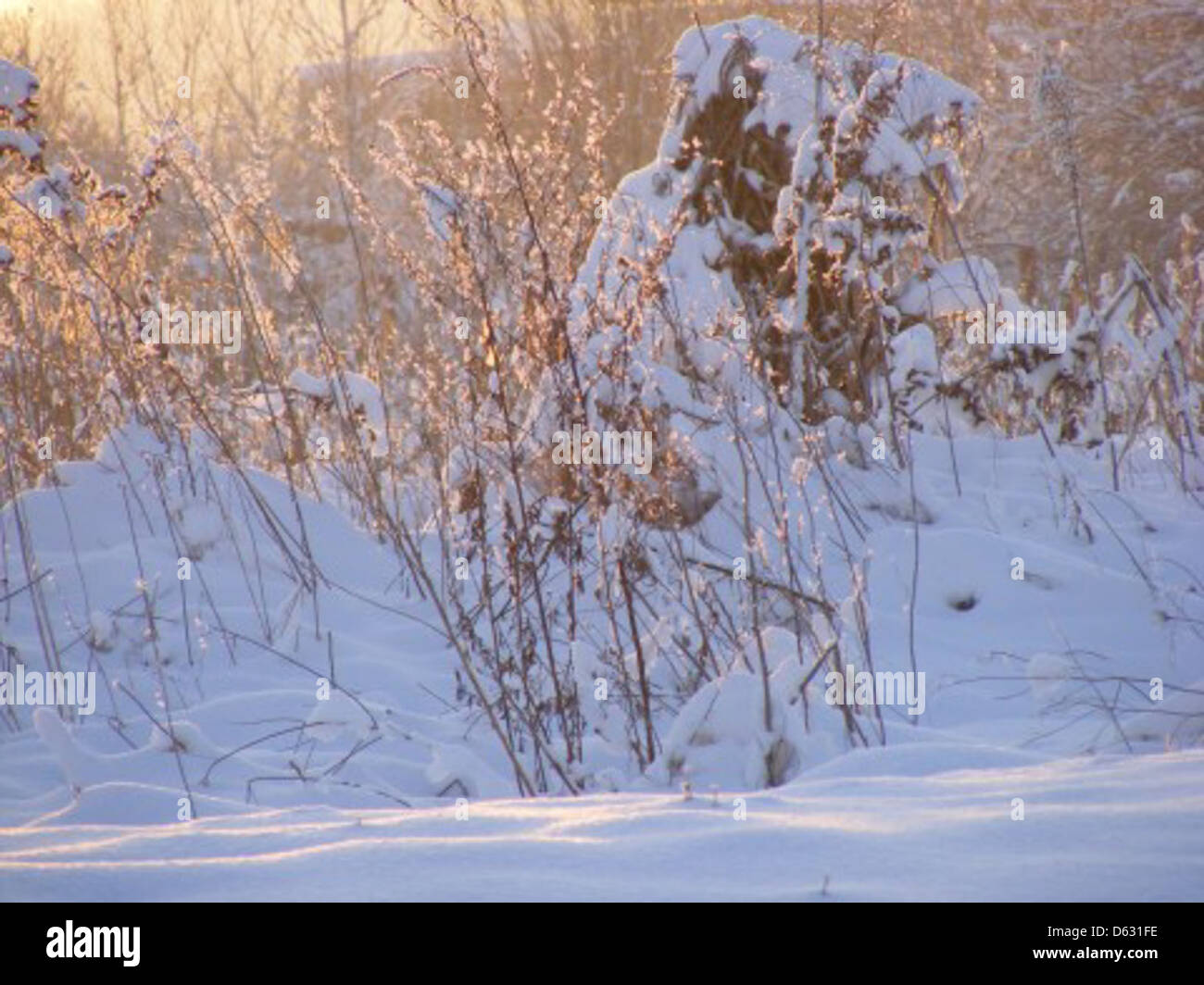 A winter scene featuring snow-covered trees, capturing the serene ...