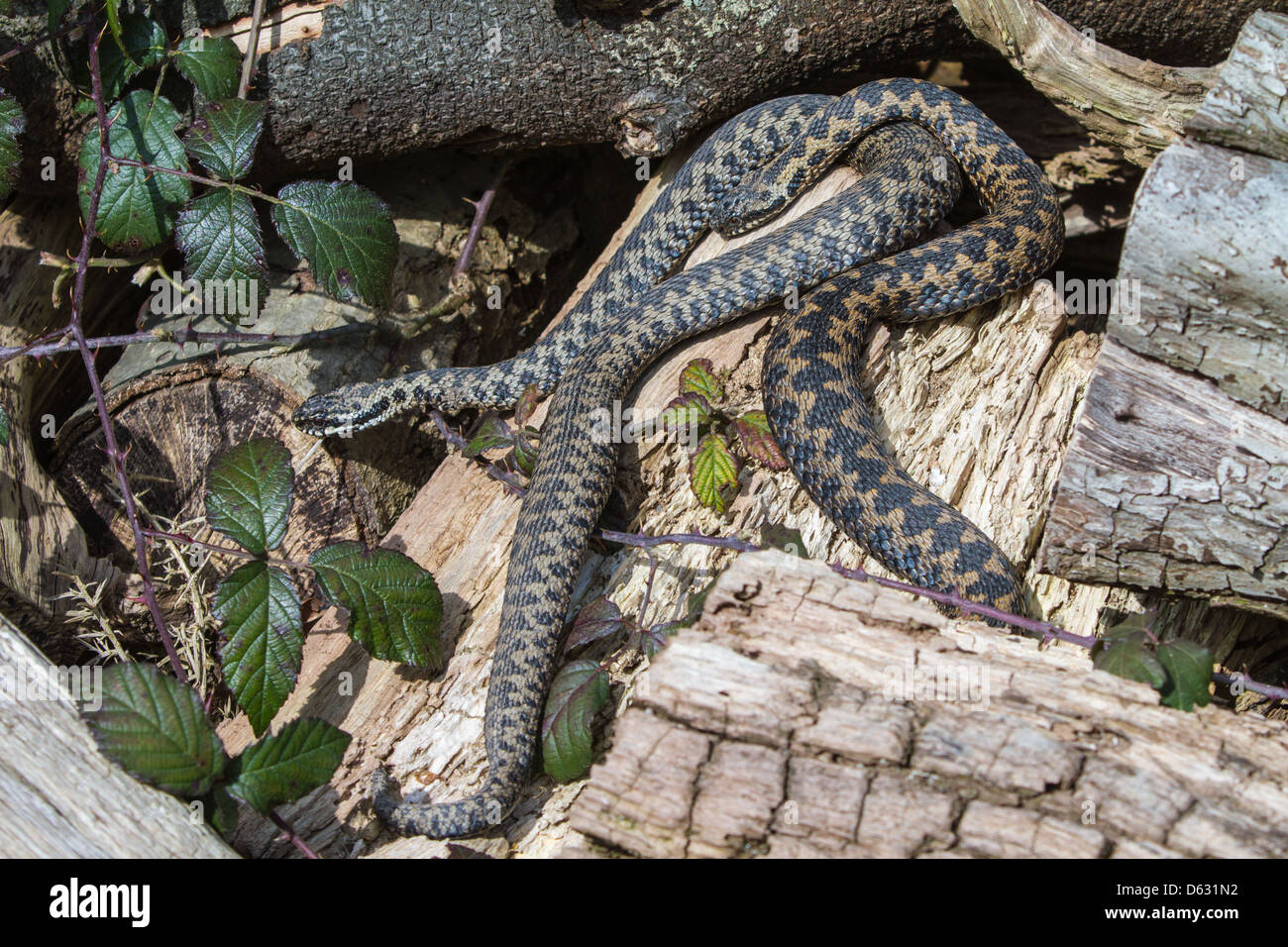2 Adder snakes, UK, basking in the morning sun Stock Photo - Alamy