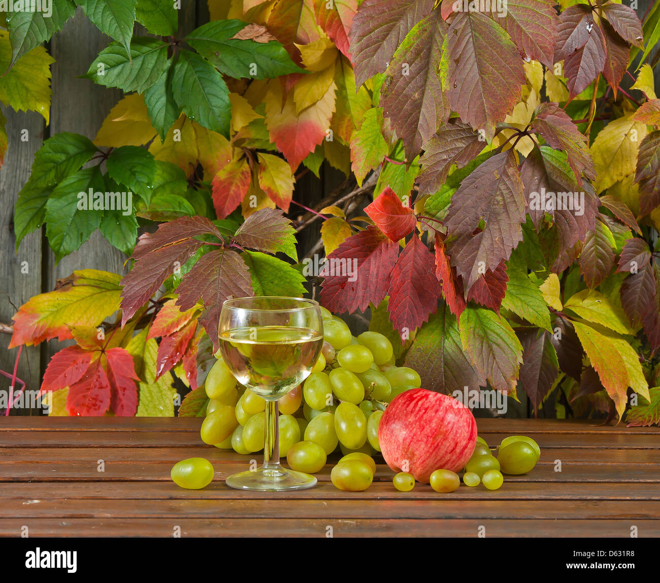 Vine, grape and colored grapeleaves Stock Photo - Alamy