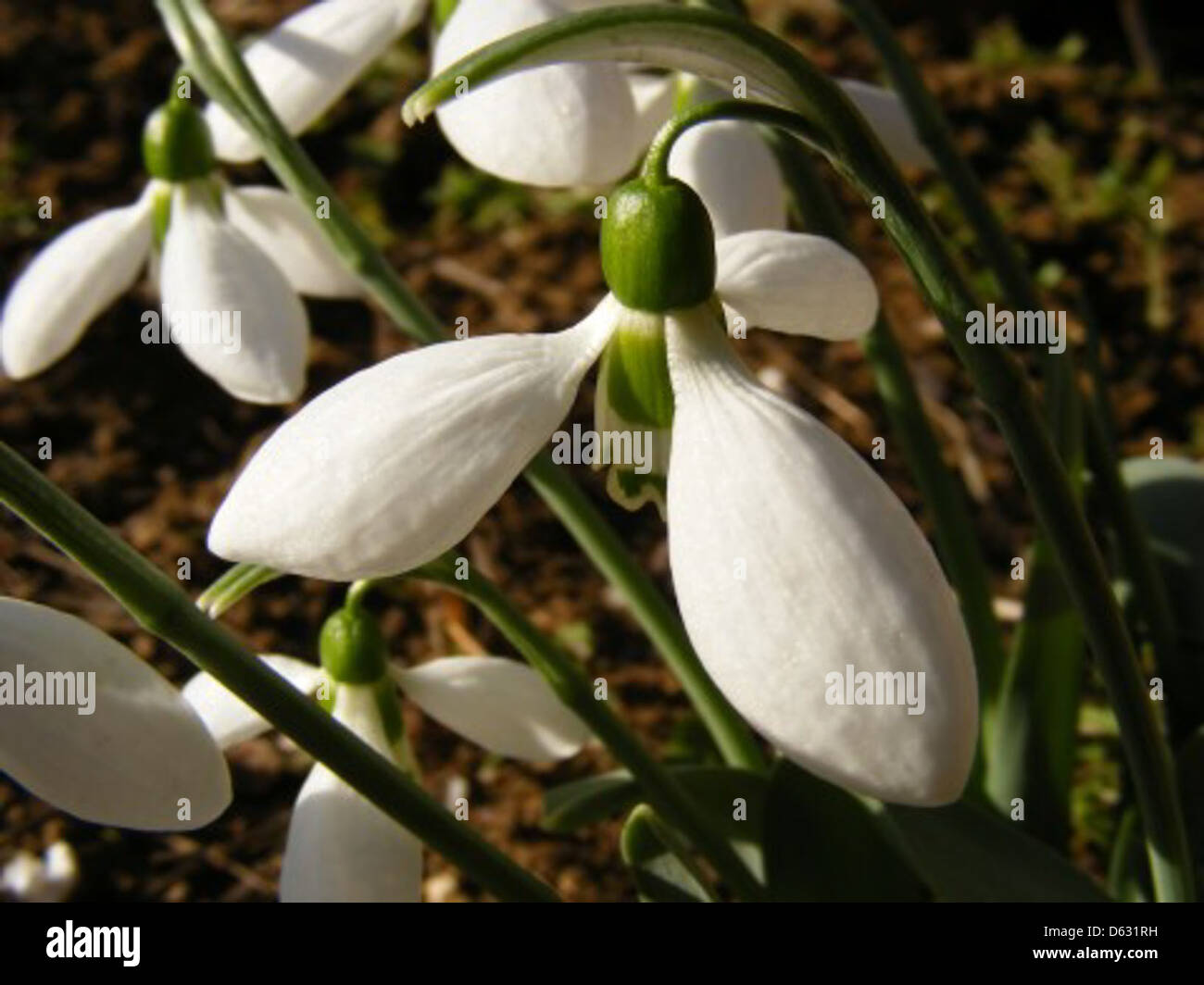 A close-up of Galanthus nivalis, commonly known as snowdrops, blooming ...