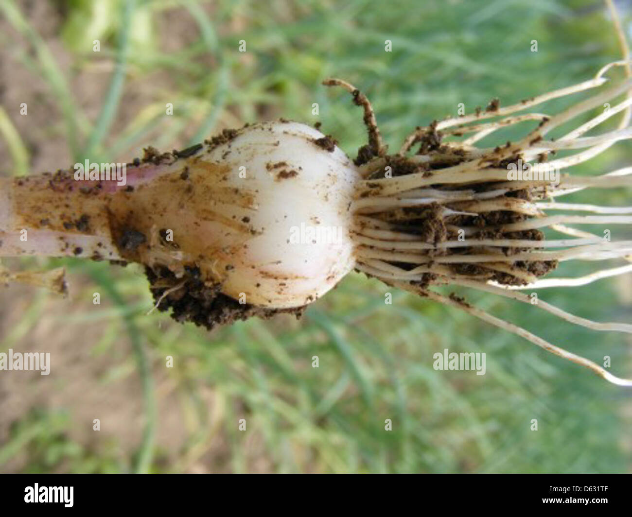 Green garlic, a young version of the garlic plant, is harvested before ...