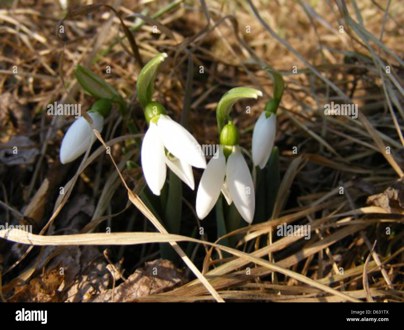 Snowdrops blooming in the early spring season. These white flowers are ...