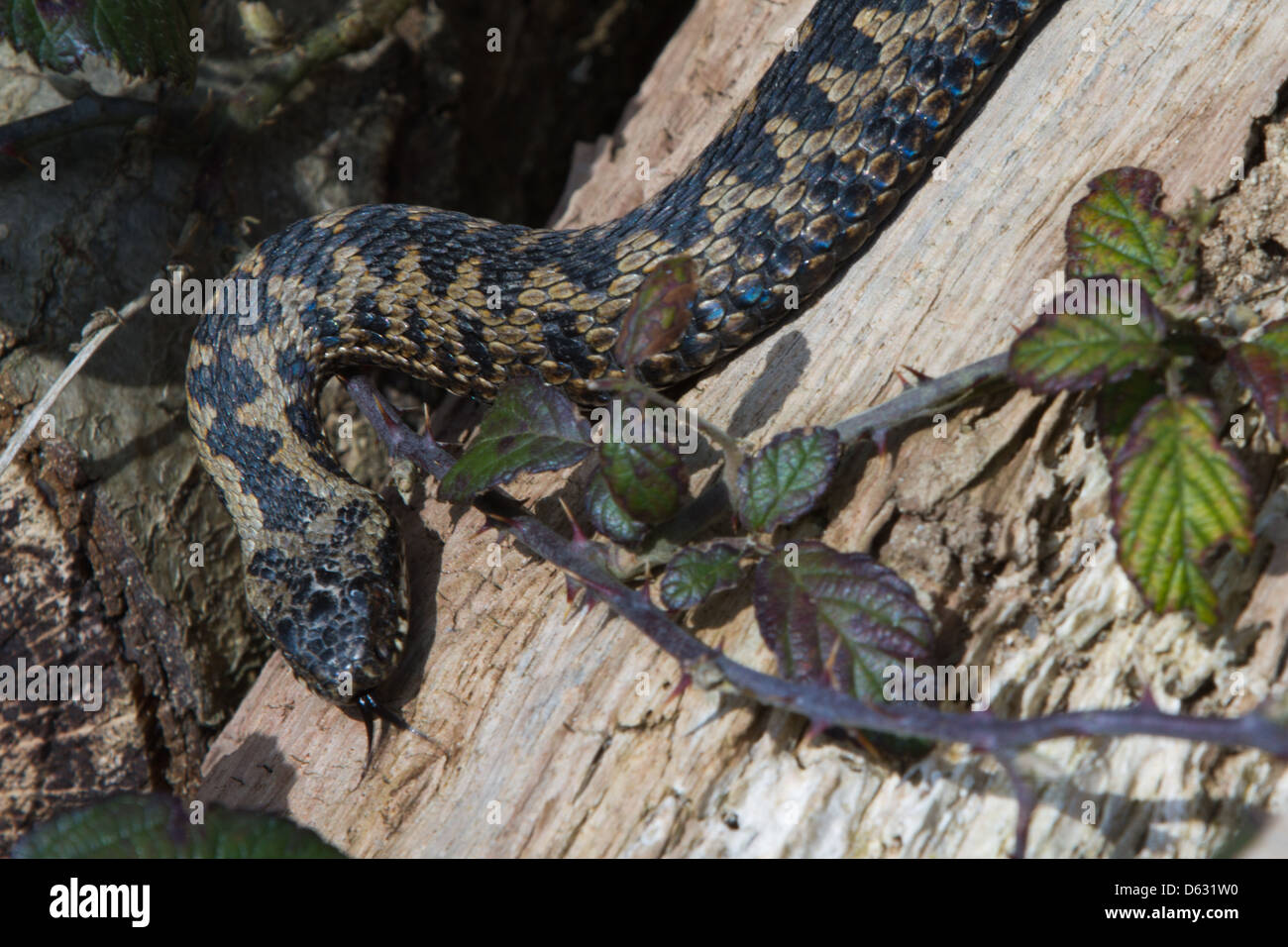 Adder snake, UK, basking in the morning sun Stock Photo - Alamy