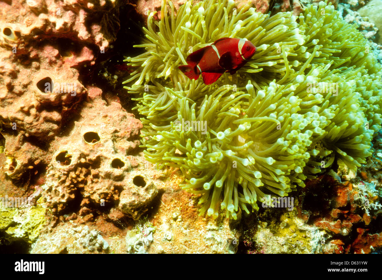 Common Anemonefish,Amphiprion ocellaris,Sipadan May 1992 Underwater ...