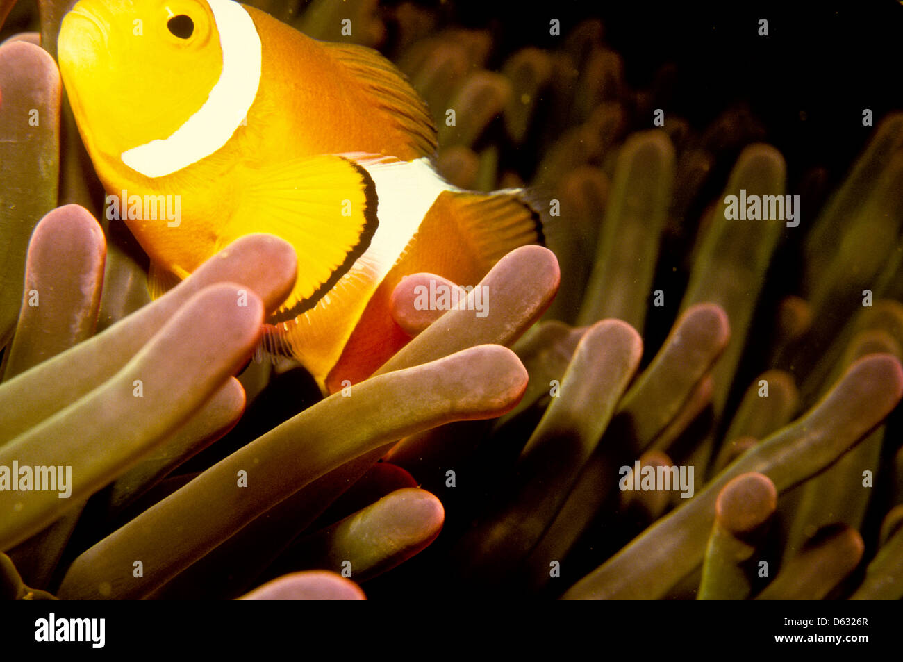 Common Anemonefish,Amphiprion ocellaris,Sipadan May 1992 Underwater ...