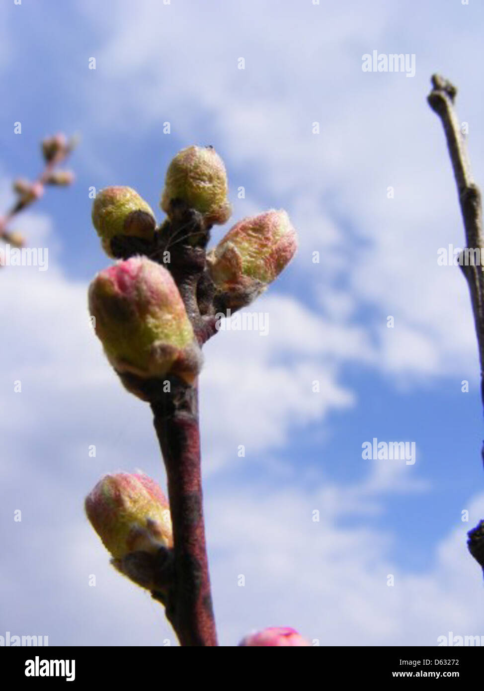 A close-up photo of a peach bud beginning to bloom, capturing the fresh ...