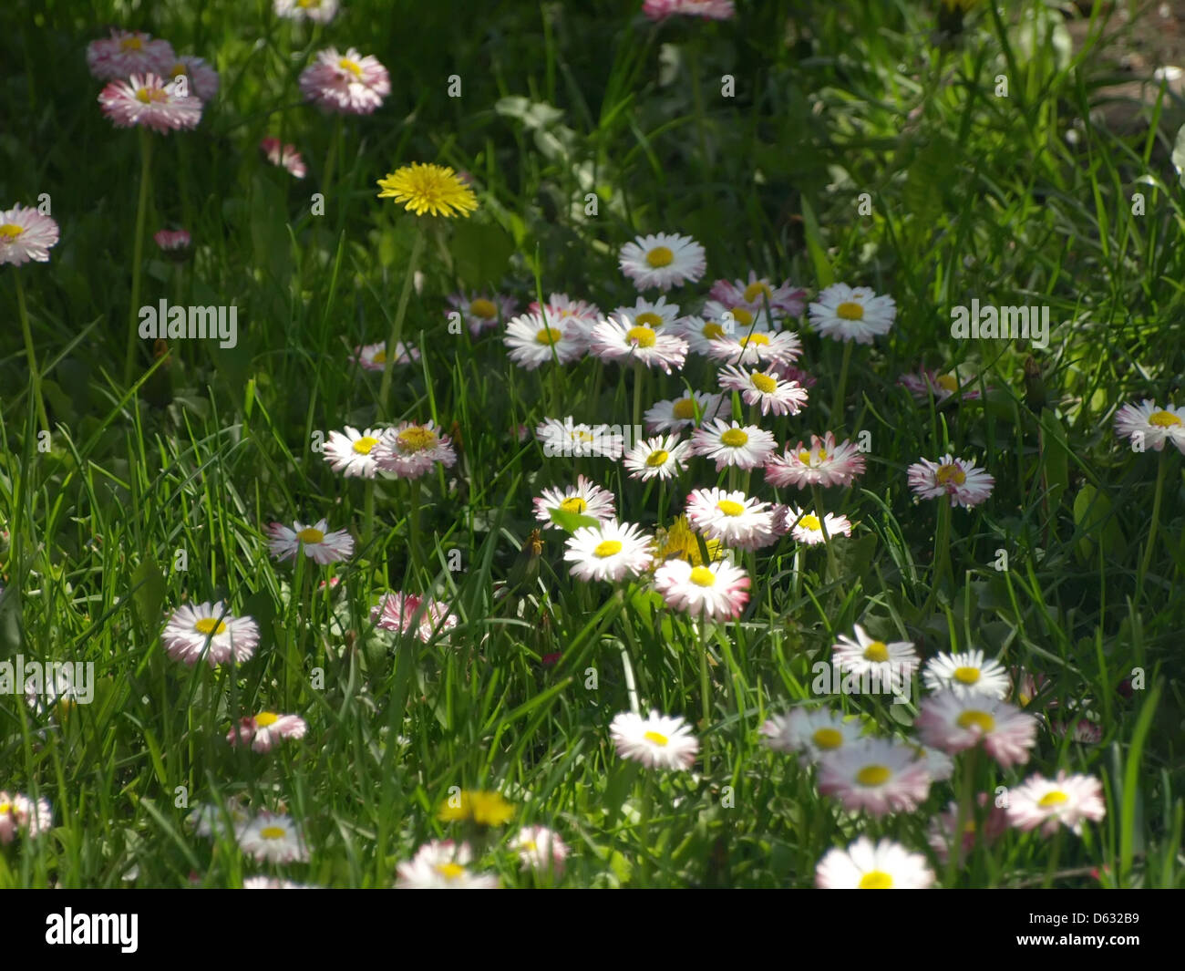 spring wild flowers in grass Stock Photo - Alamy