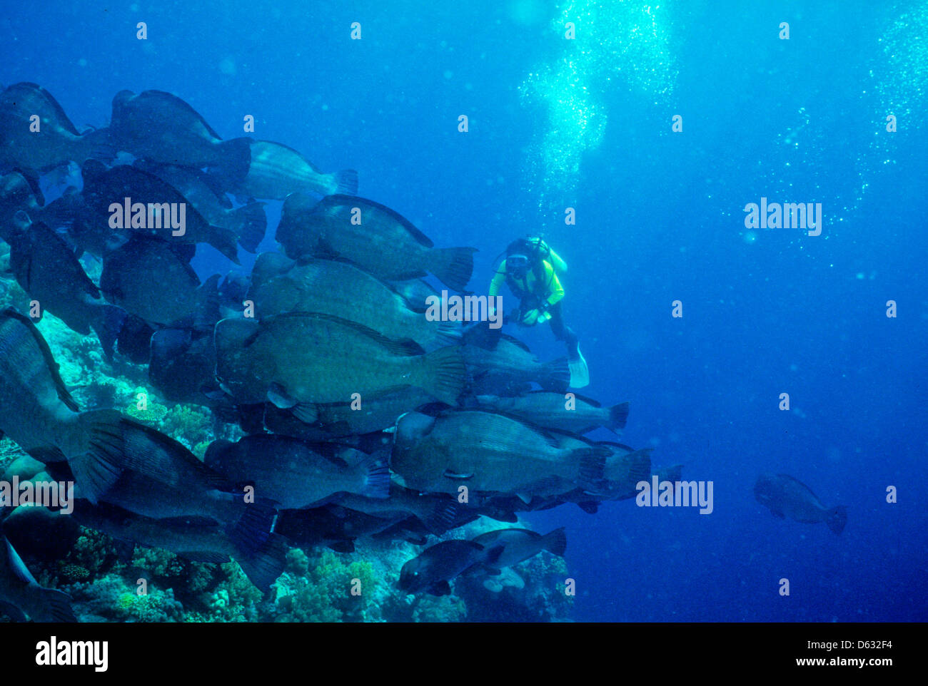 Bumphead parrot fish,Bolbometopon muricatum,Sipadan Nov 1990 Underwater ...