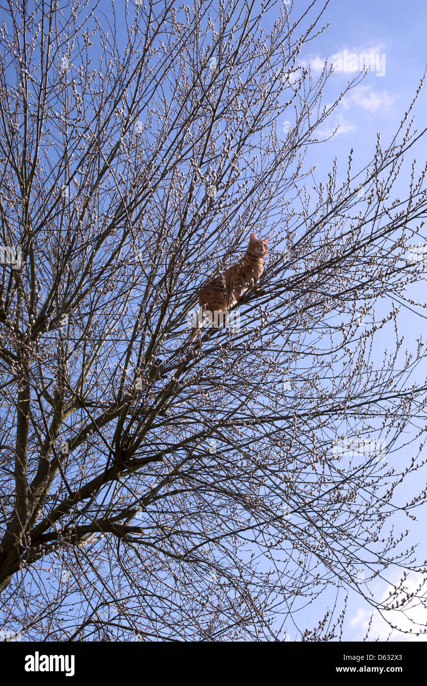 ginger cat climbing up in a tree Stock Photo - Alamy