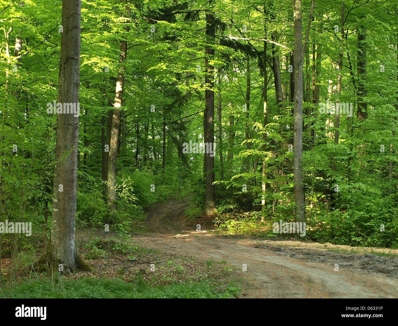 Spring, green, forest Stock Photo - Alamy