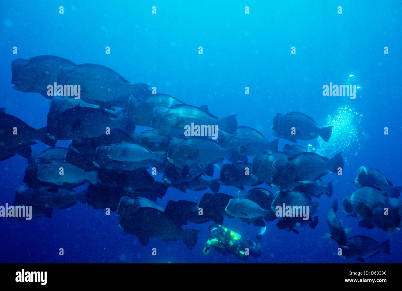 Bumphead parrot fish,Bolbometopon muricatum,Sipadan Nov 1990 Underwater ...