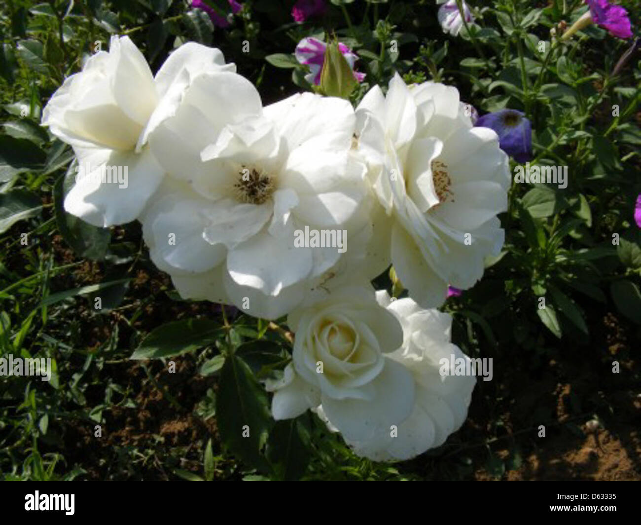White roses symbolize purity and innocence. This image captures the delicate beauty of white ...