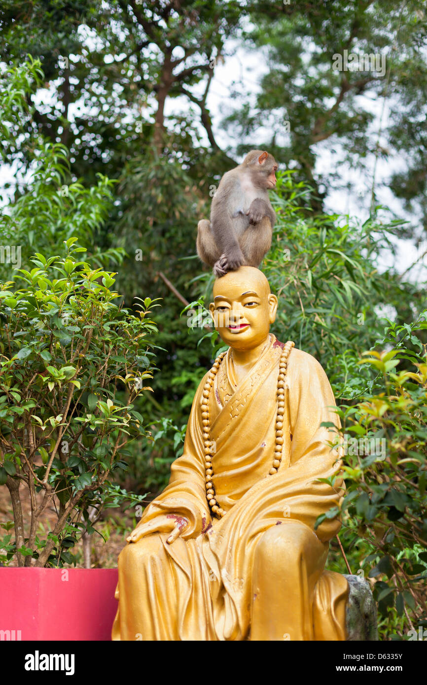 Little monkey sitting on Buddha statue head. Vertical shot Stock Photo ...