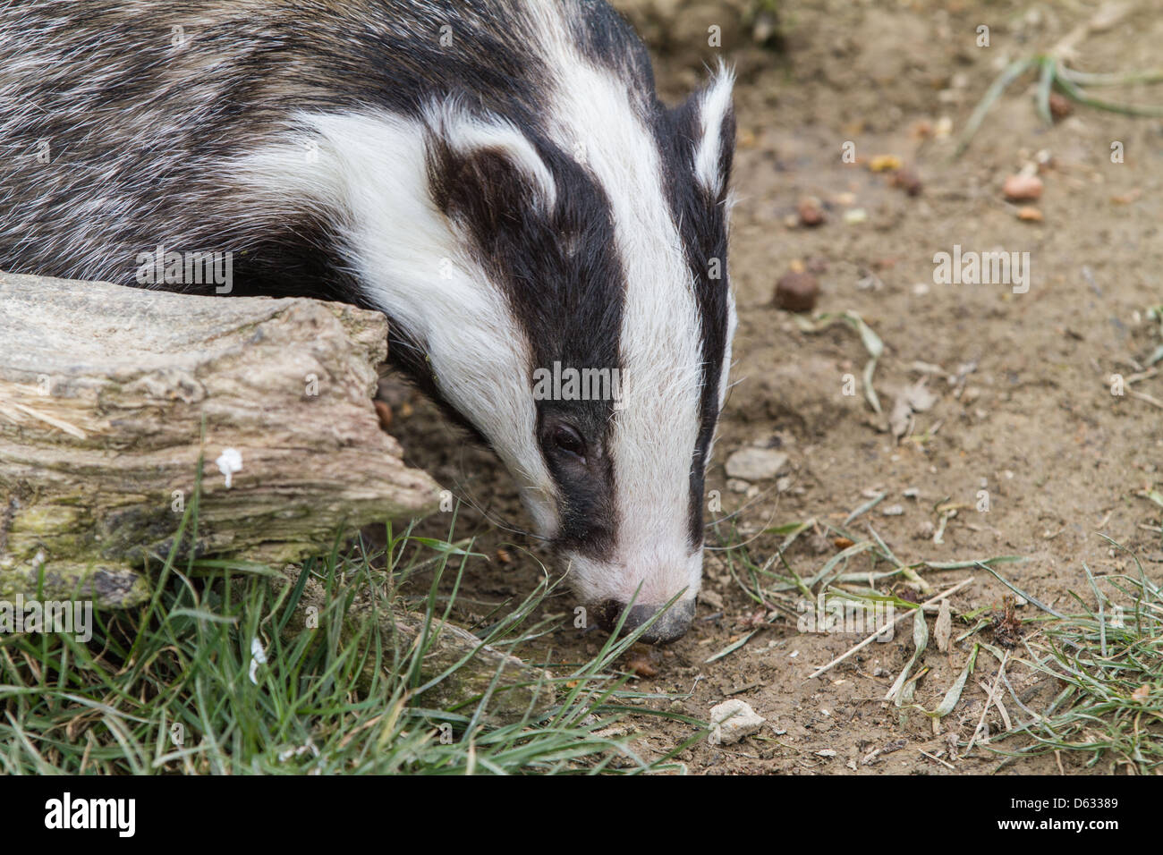 Badger (meles meles) out in the daytime Stock Photo - Alamy