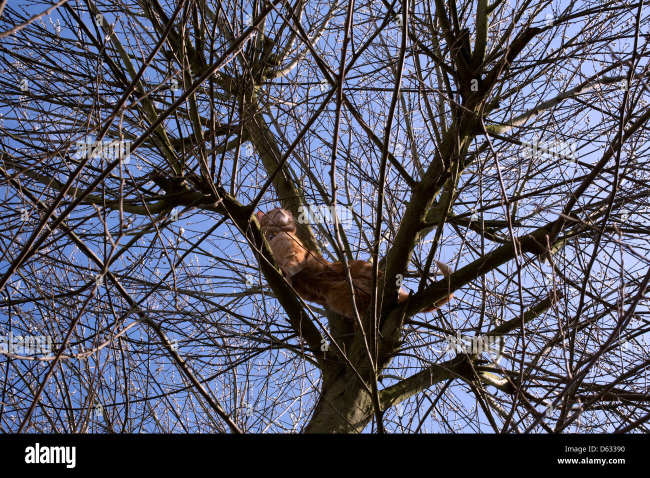 ginger cat climbing up in a tree Stock Photo - Alamy