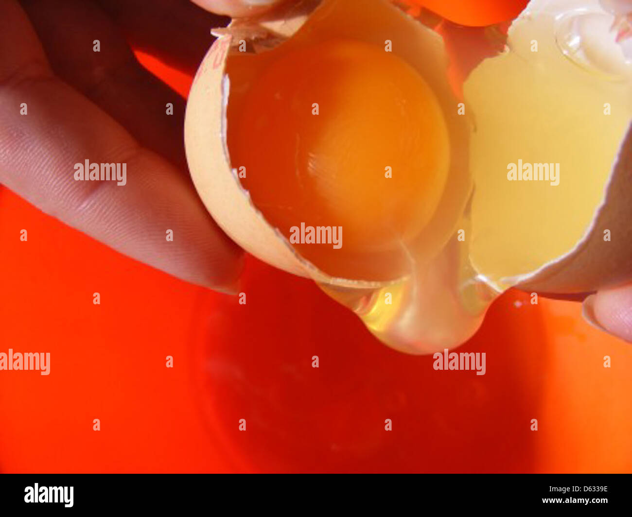 A close-up photo showing broken eggs with the yolk exposed. The vibrant ...