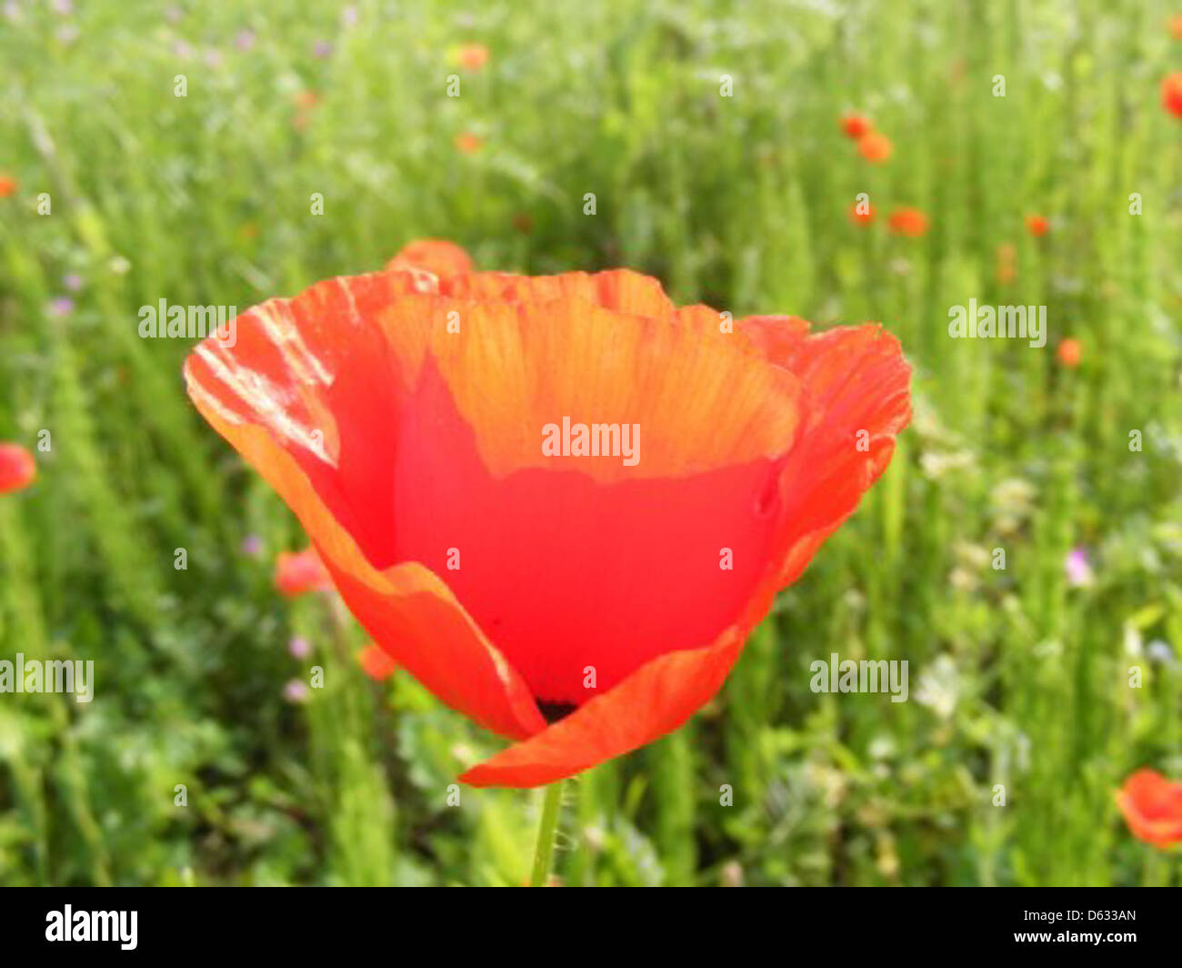 This image shows a field of red poppy flowers, capturing the bright ...