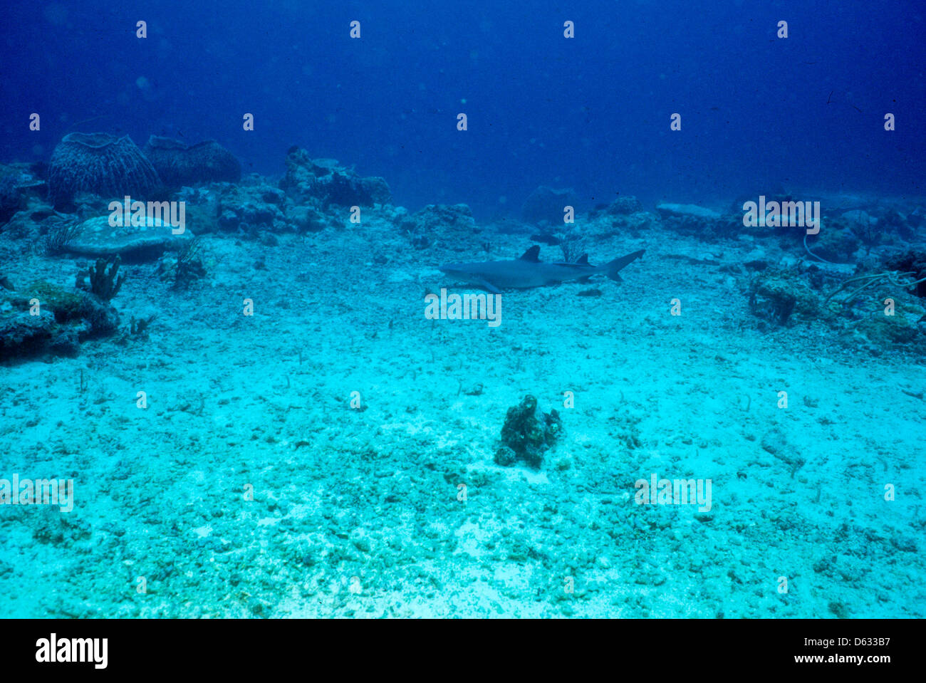 Grey parrotfish hi-res stock photography and images - Alamy
