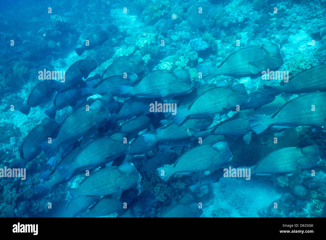 Bumphead parrot fish,Bolbometopon muricatum,Sipadan Nov 1990 Underwater ...