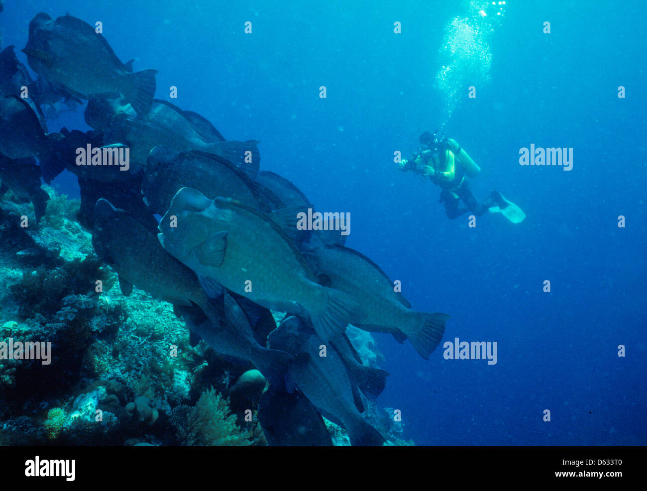 Bumphead parrot fish,Bolbometopon muricatum,Sipadan Nov 1990 Underwater ...