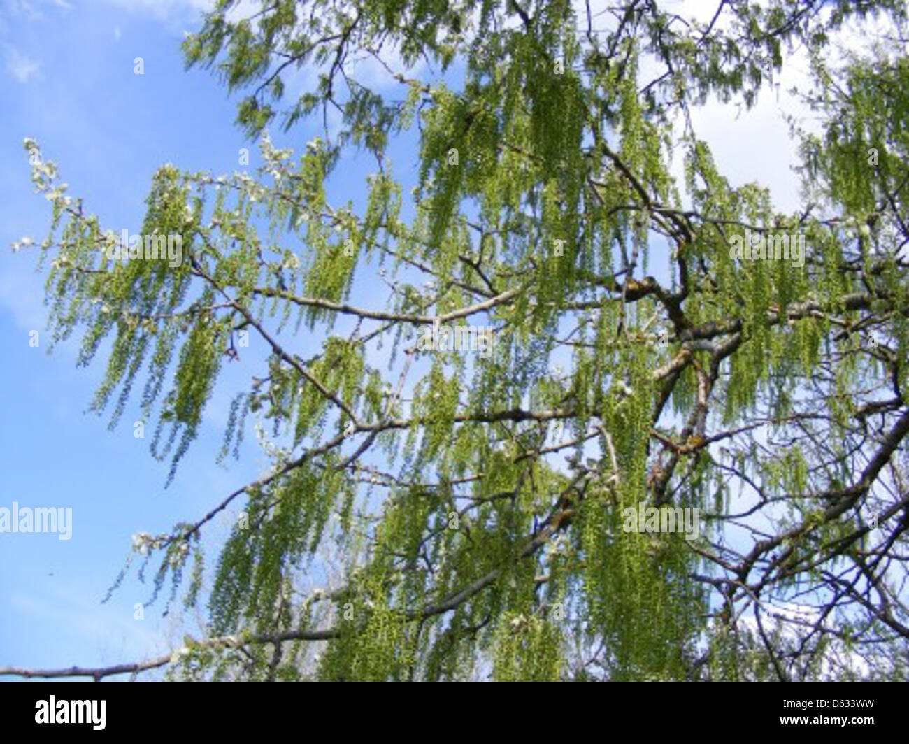 Weeping willow buds emerging in early spring, marking the beginning of ...
