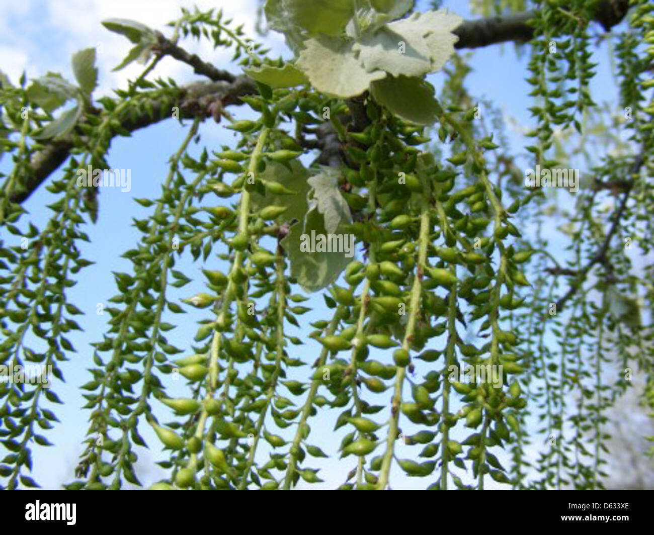This image shows the fresh green buds of a weeping willow tree in ...