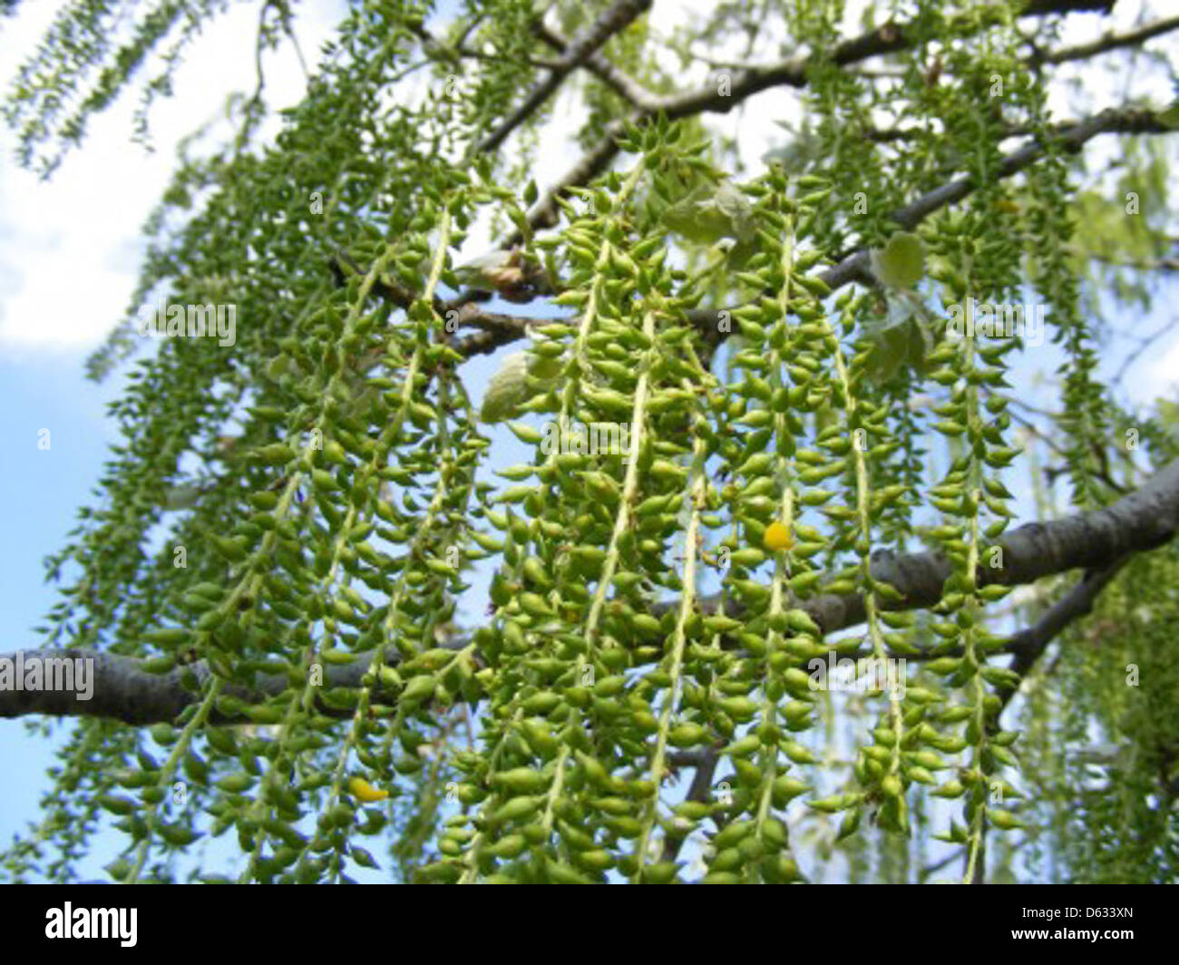 The image showcases the buds of a weeping willow tree in early spring ...