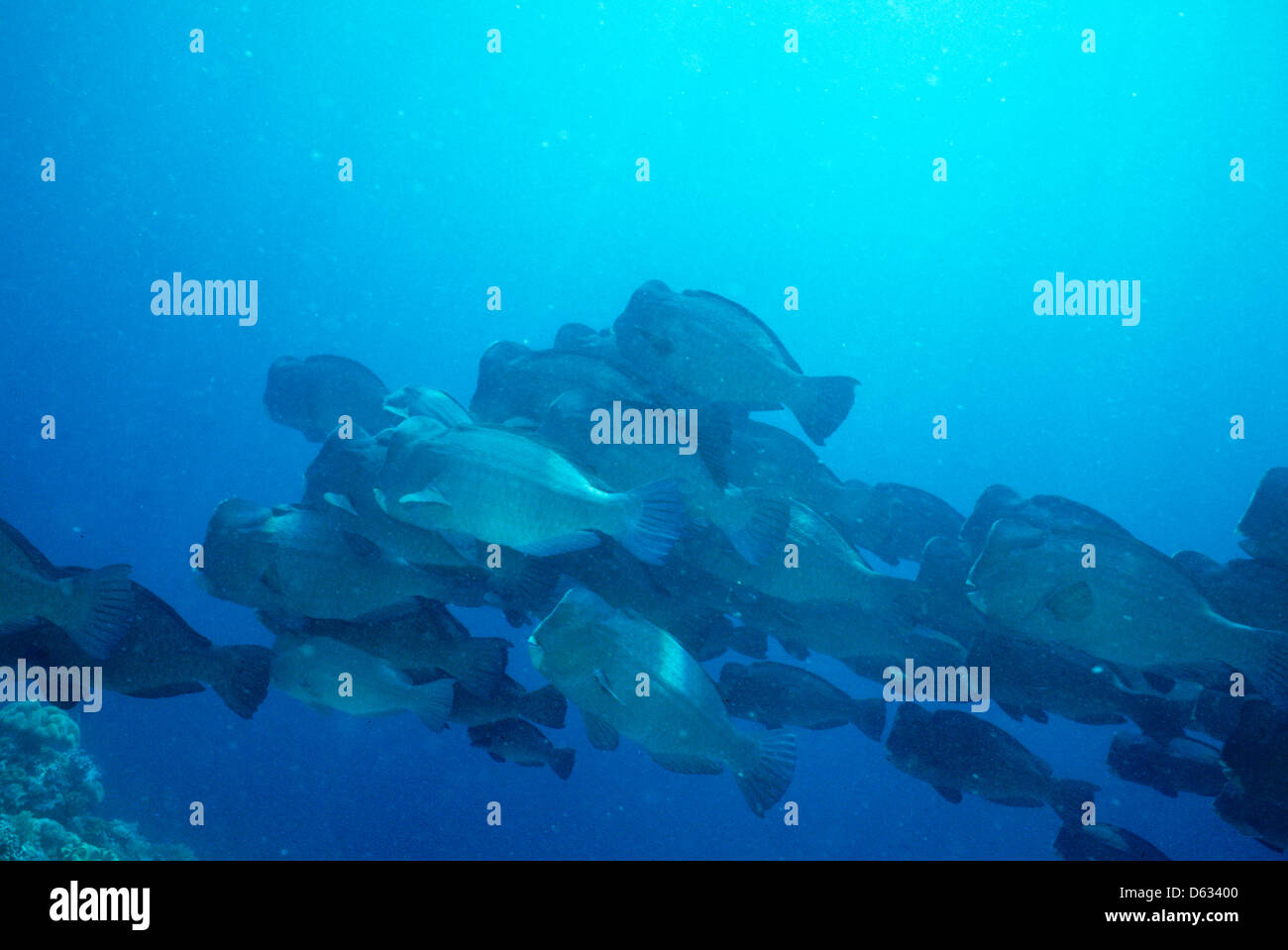 Bumphead parrot fish,Bolbometopon muricatum,Sipadan Nov 1990 Underwater ...