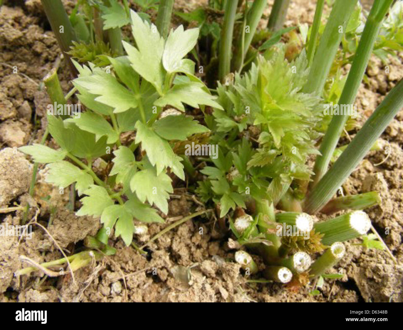 Lovage (Levisticum officinale) is a herb used to enhance the flavor of ...