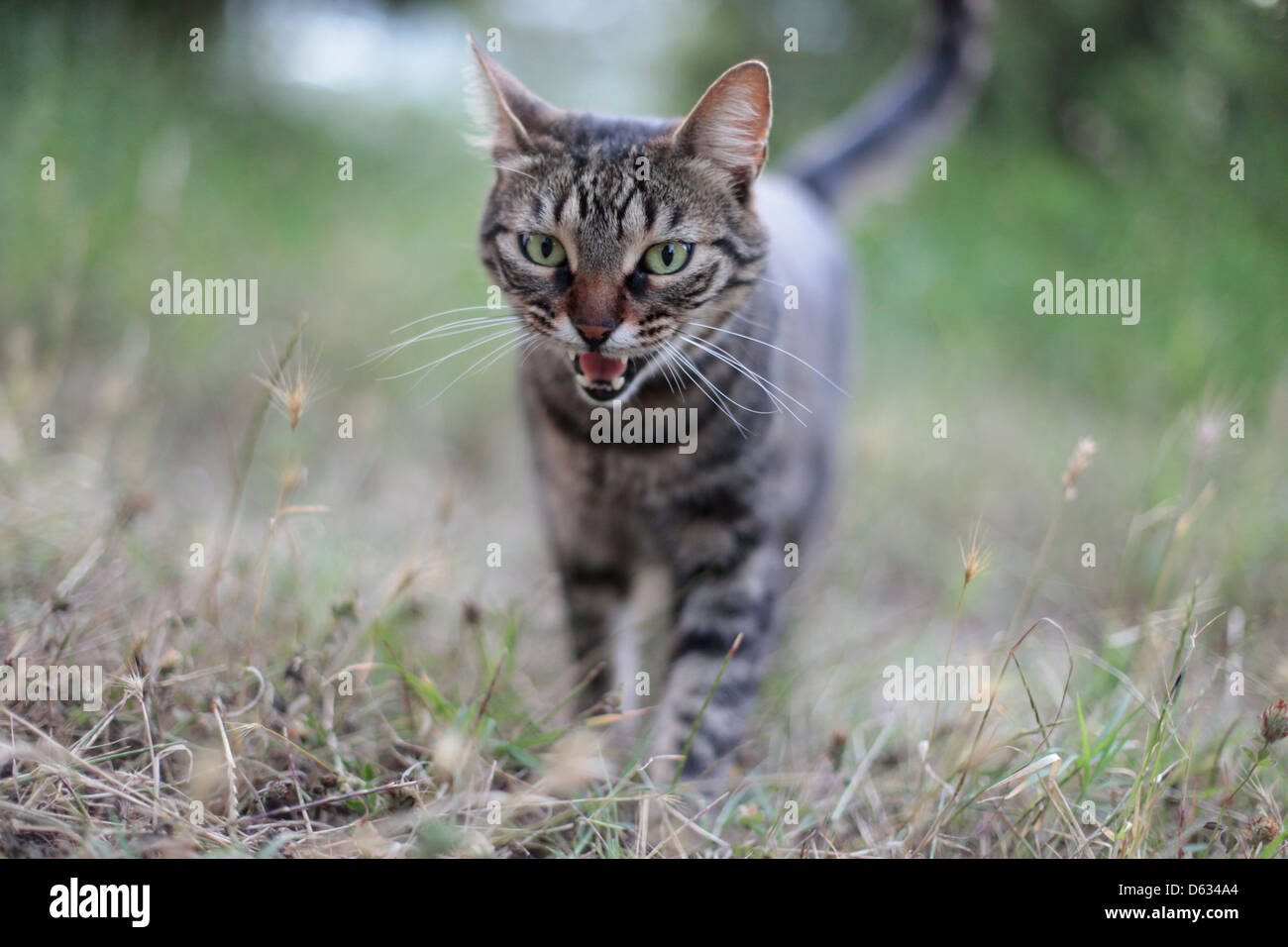 wild kitten hunting in nature Stock Photo - Alamy