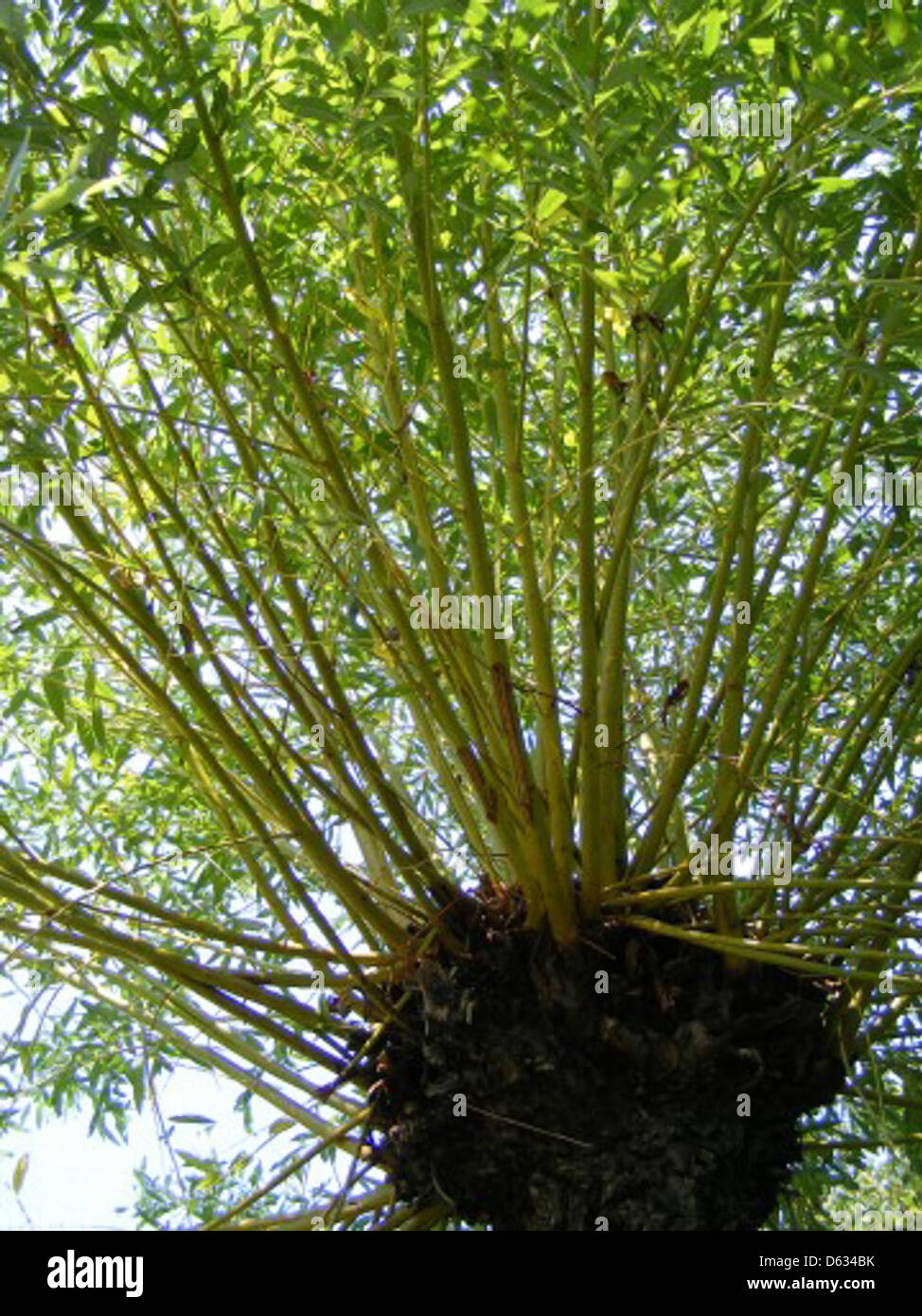 Drooping branches weeping willow hi-res stock photography and images ...